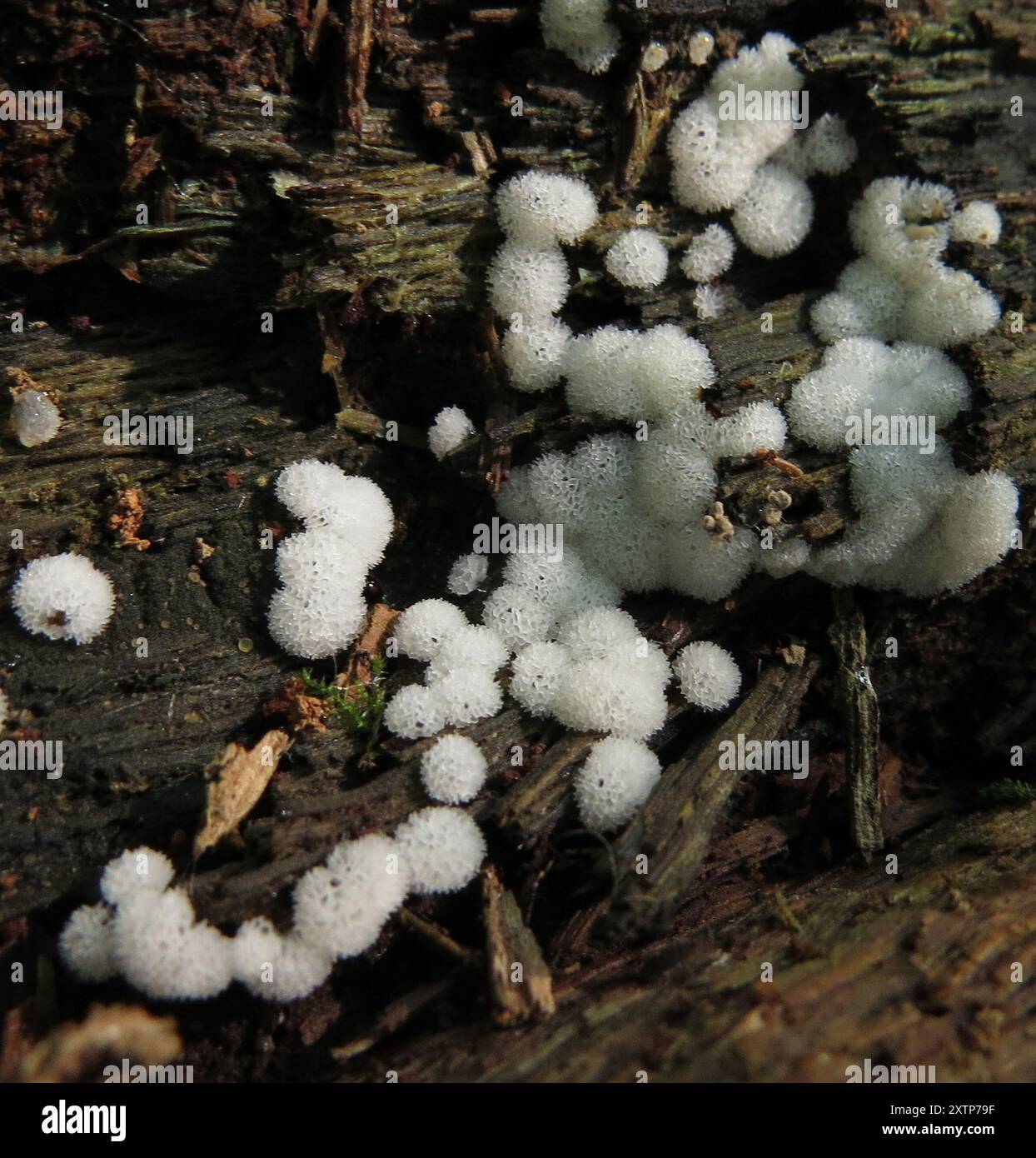 Honeycomb Coral Slime Mold (Ceratiomyxa fruticulosa) Protozoa Stock ...