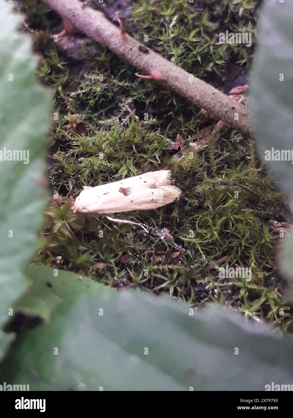 London Dowd (Blastobasis lacticolella) Insecta Stock Photo - Alamy