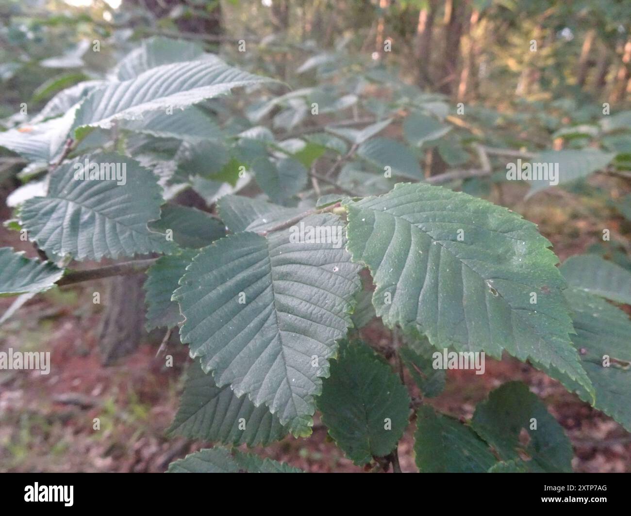 Wych Elm (Ulmus glabra) Plantae Stock Photo - Alamy