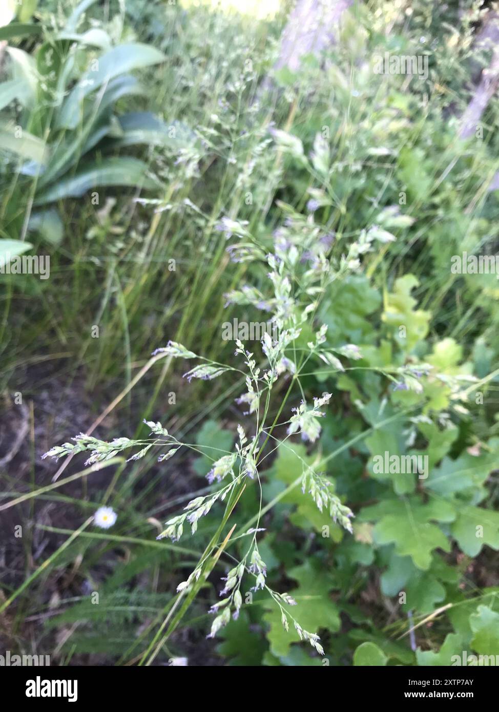 Smooth Meadow-grass (Poa pratensis) Plantae Stock Photo - Alamy