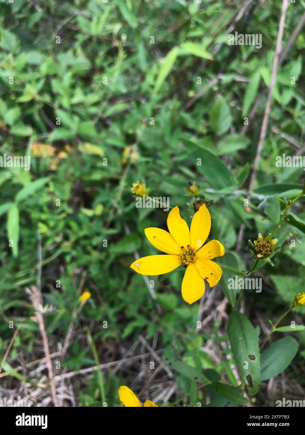 Greater Tickseed (Coreopsis major) Plantae Stock Photo - Alamy