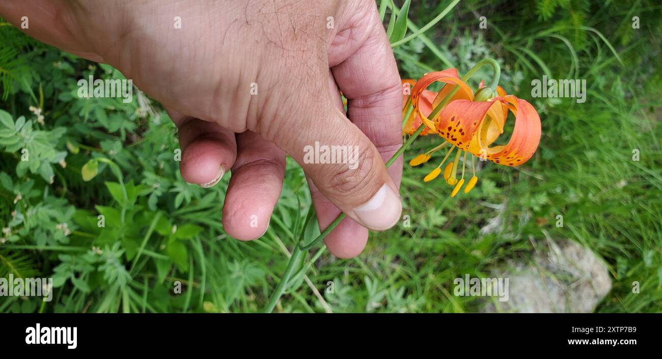 Leopard Lily (Lilium pardalinum) Plantae Stock Photo - Alamy