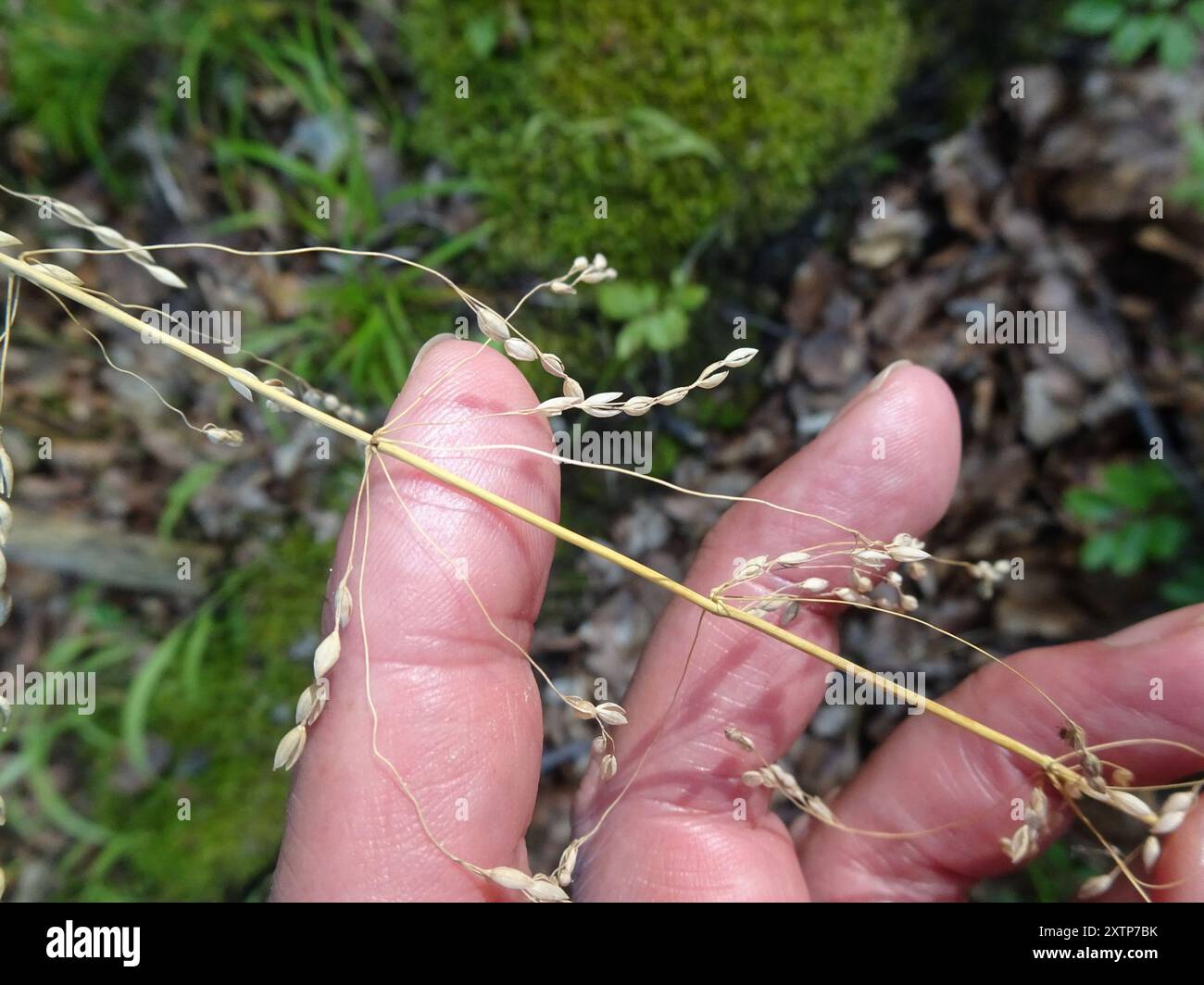 Wood Millet (Milium effusum) Plantae Stock Photo - Alamy