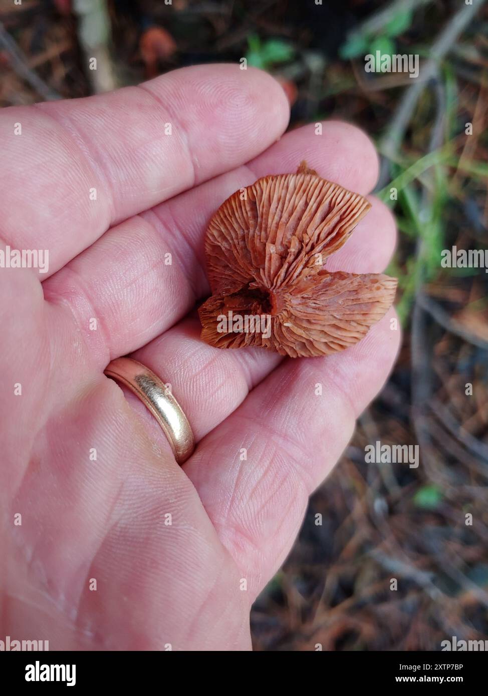 Pinewood Gingertail (Xeromphalina campanella) Fungi Stock Photo - Alamy