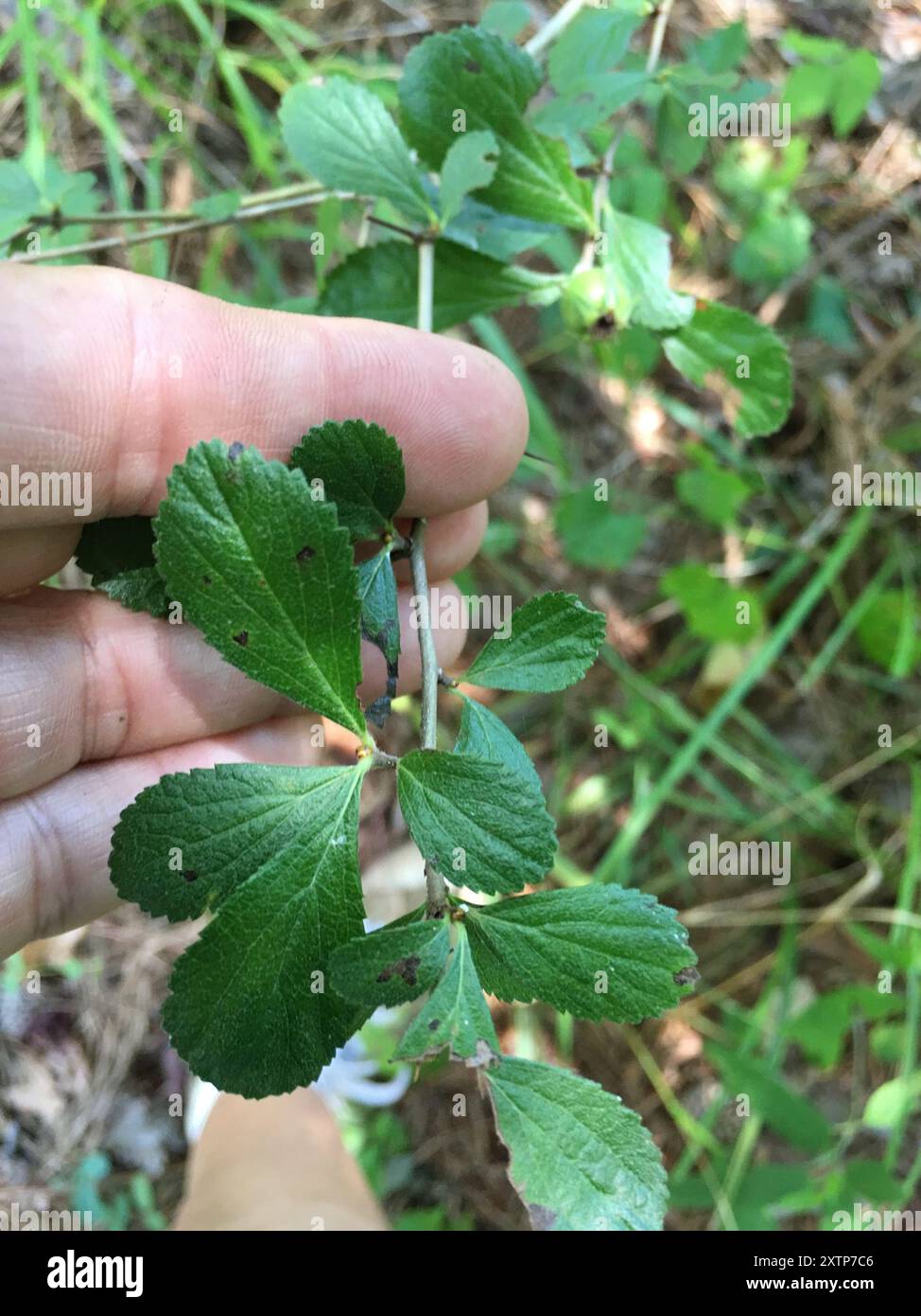 green hawthorn (Crataegus viridis) Plantae Stock Photo - Alamy