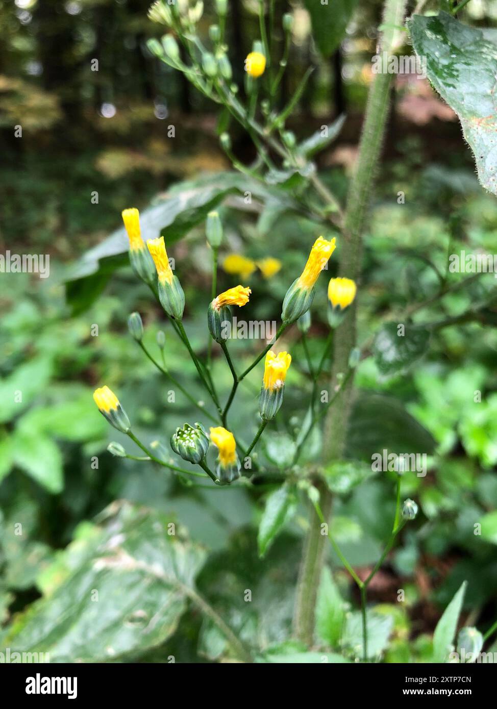 nipplewort (Lapsana communis) Plantae Stock Photo - Alamy