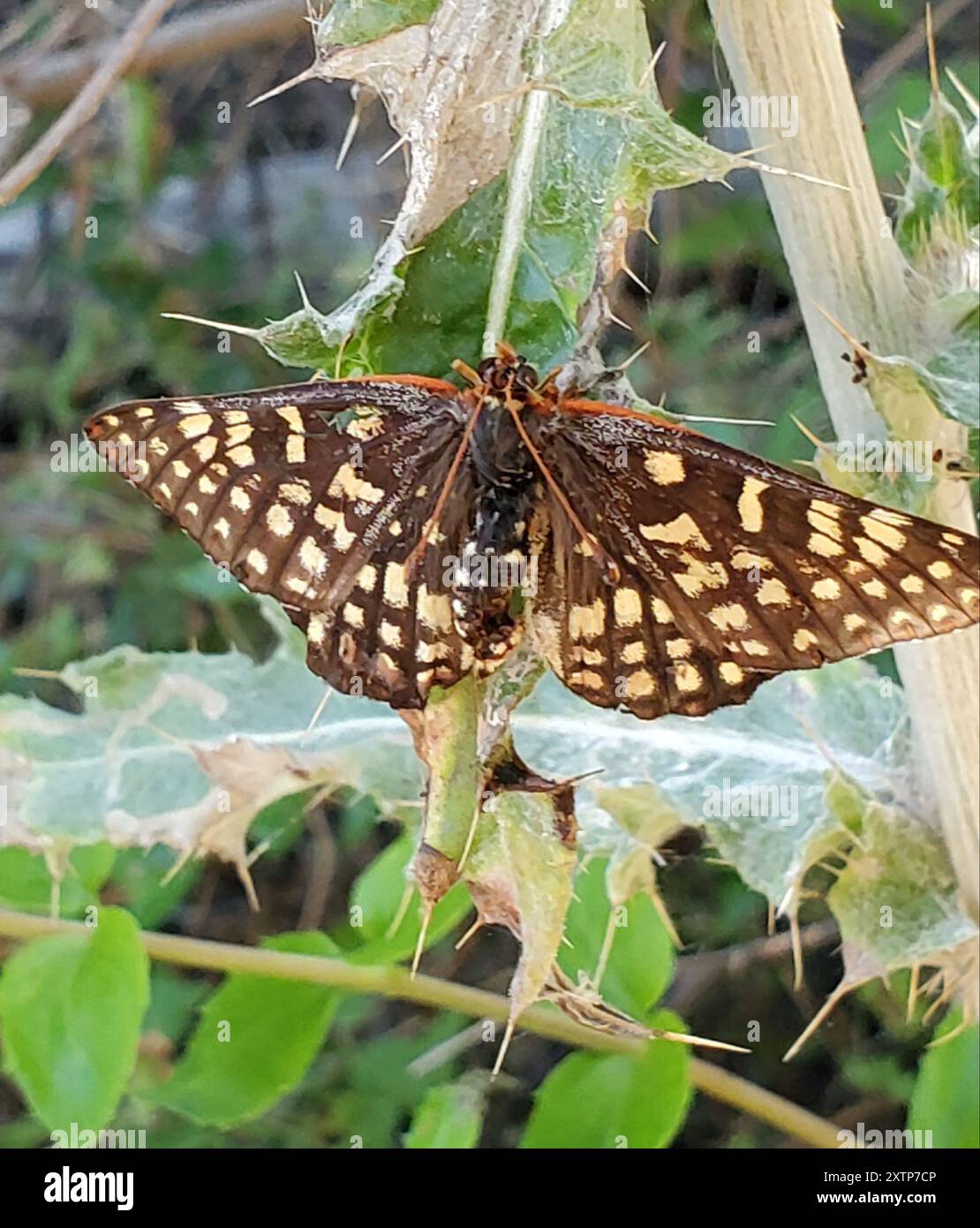 Variable Checkerspot (Euphydryas chalcedona) Insecta Stock Photo - Alamy