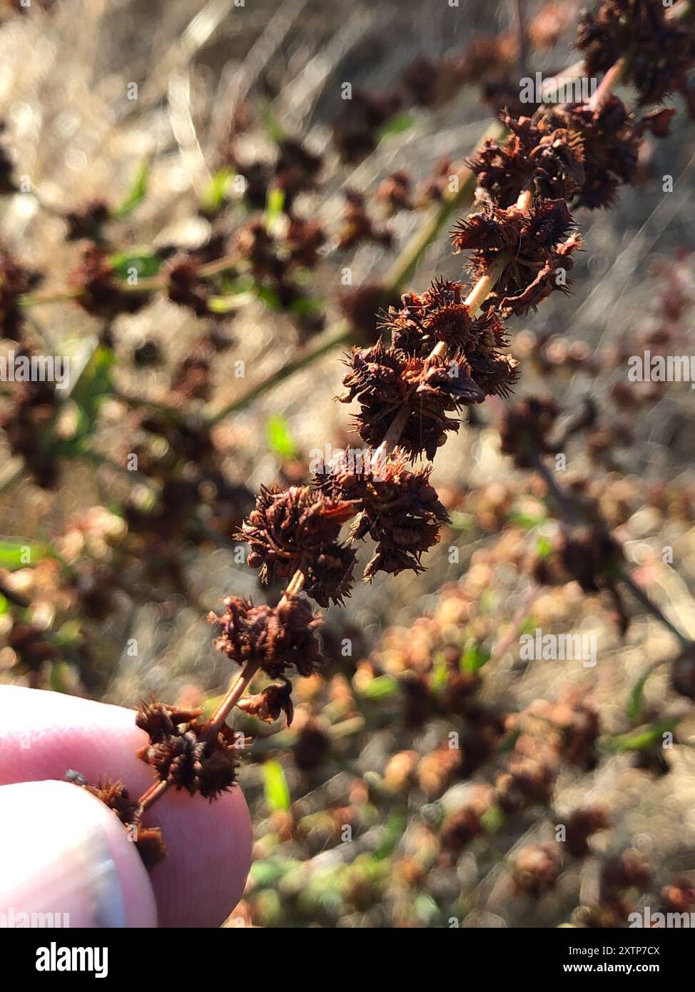 fiddle dock (Rumex pulcher) Plantae Stock Photo - Alamy