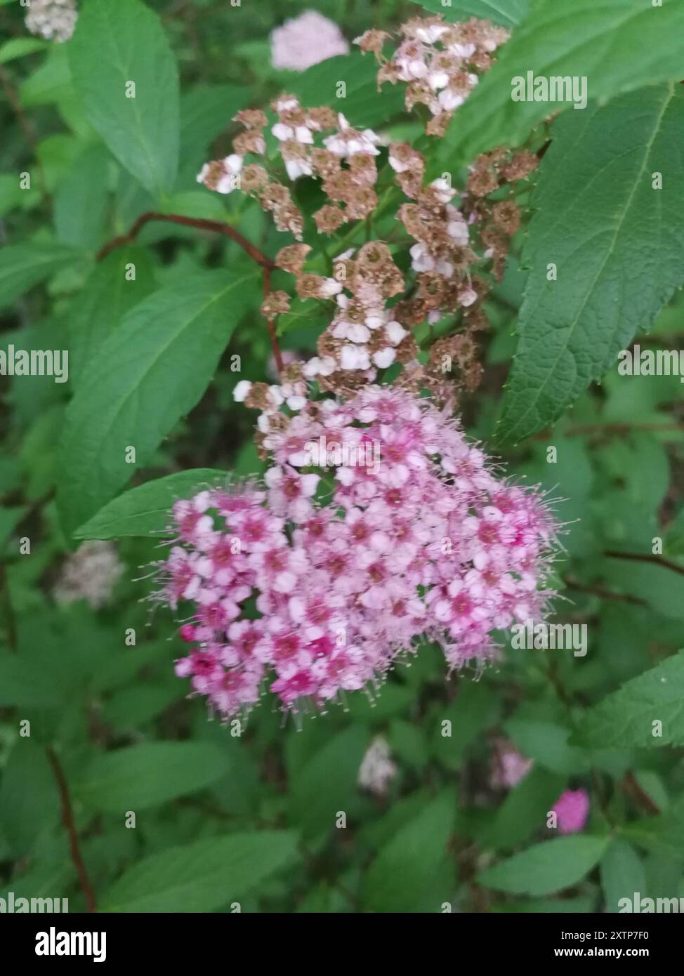 Japanese Spirea (Spiraea japonica) Plantae Stock Photo - Alamy