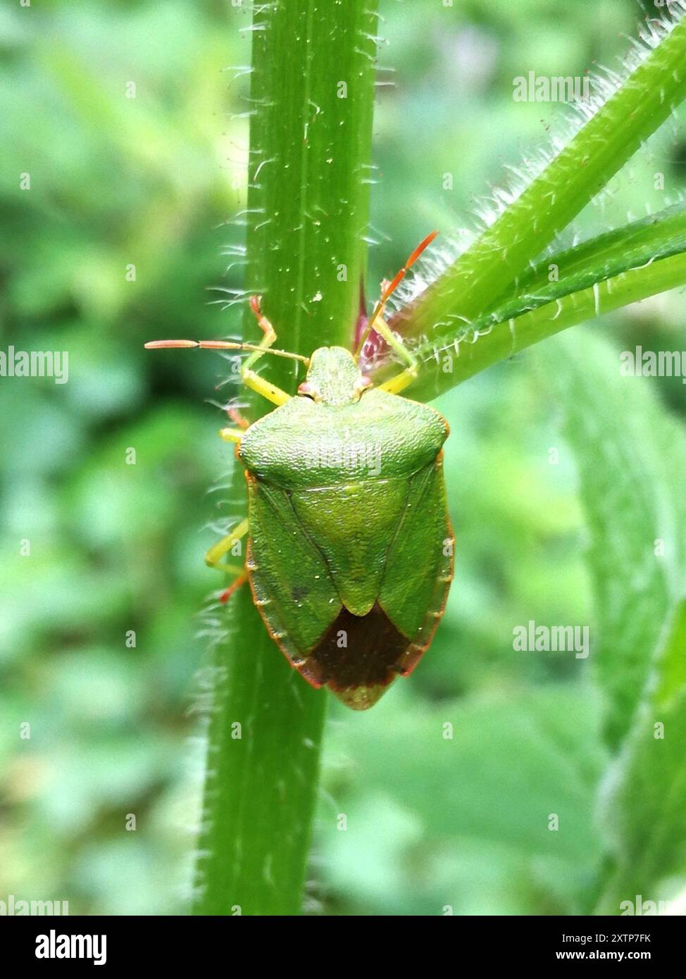 Green Shield Bug (Palomena prasina) Insecta Stock Photo - Alamy
