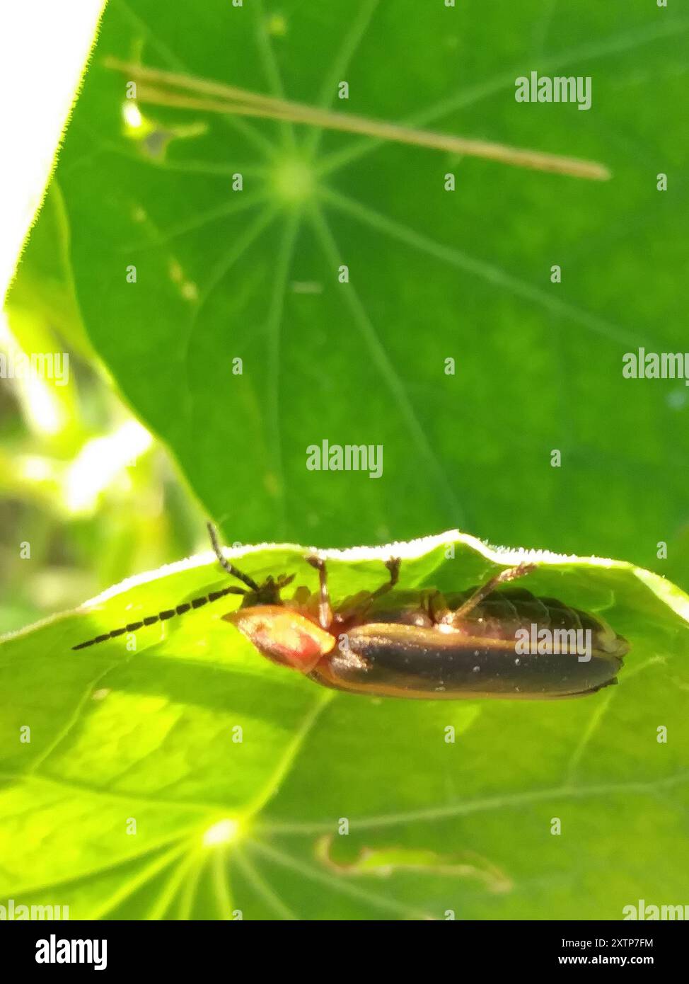 Common Eastern Firefly (Photinus pyralis) Insecta Stock Photo - Alamy