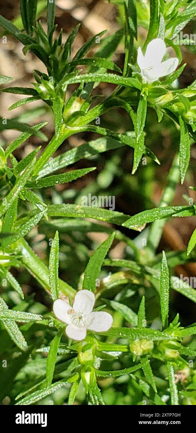 Rust Weed (Polypremum procumbens) Plantae Stock Photo - Alamy