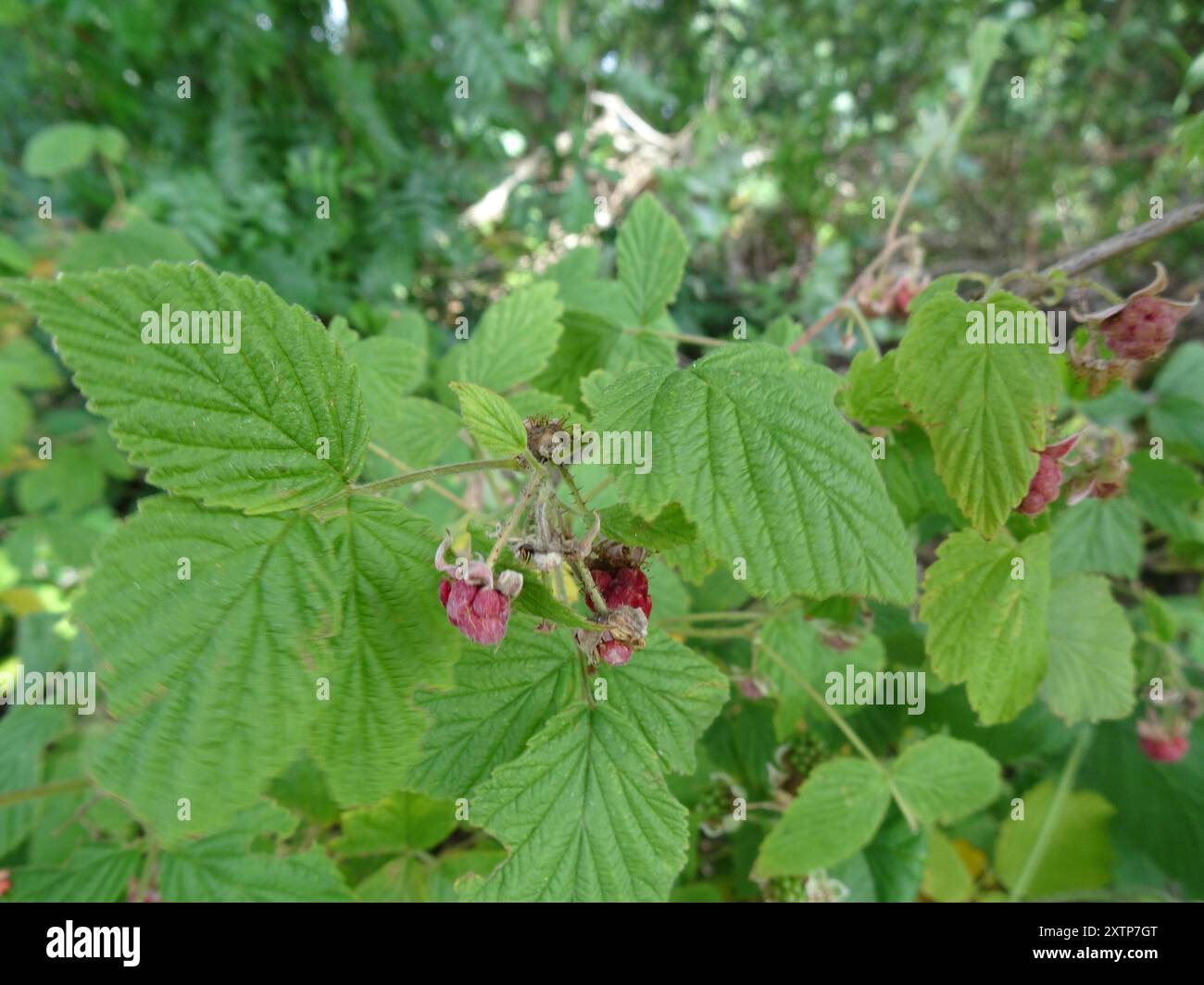 red raspberry (Rubus idaeus) Plantae Stock Photo - Alamy