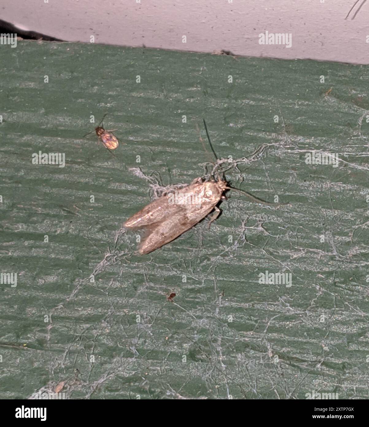 Blastobasid Moths (Blastobasidae) Insecta Stock Photo - Alamy