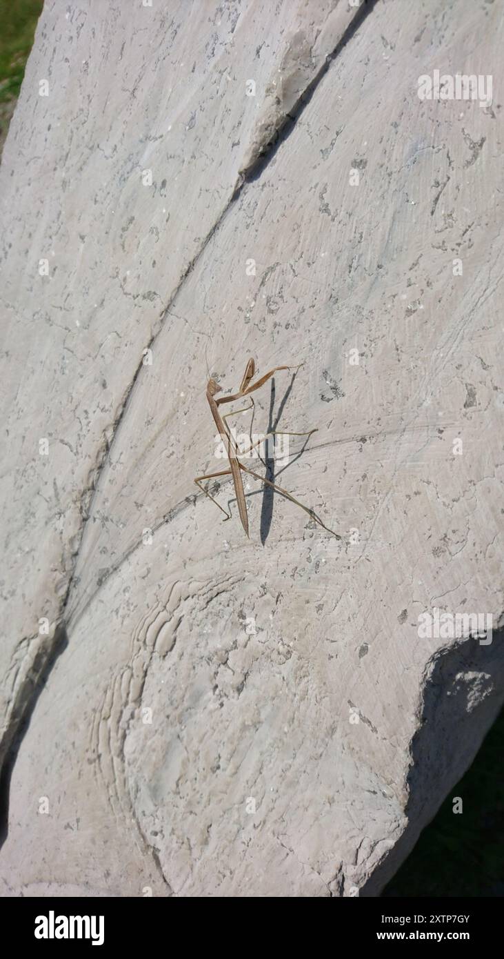 Chinese Mantis (Tenodera sinensis) Insecta Stock Photo - Alamy