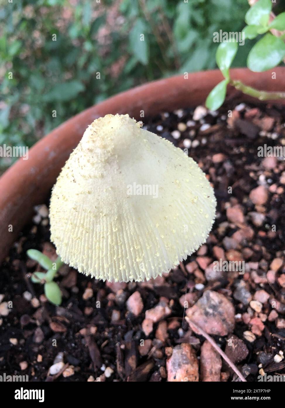 flowerpot parasol (Leucocoprinus birnbaumii) Fungi Stock Photo - Alamy