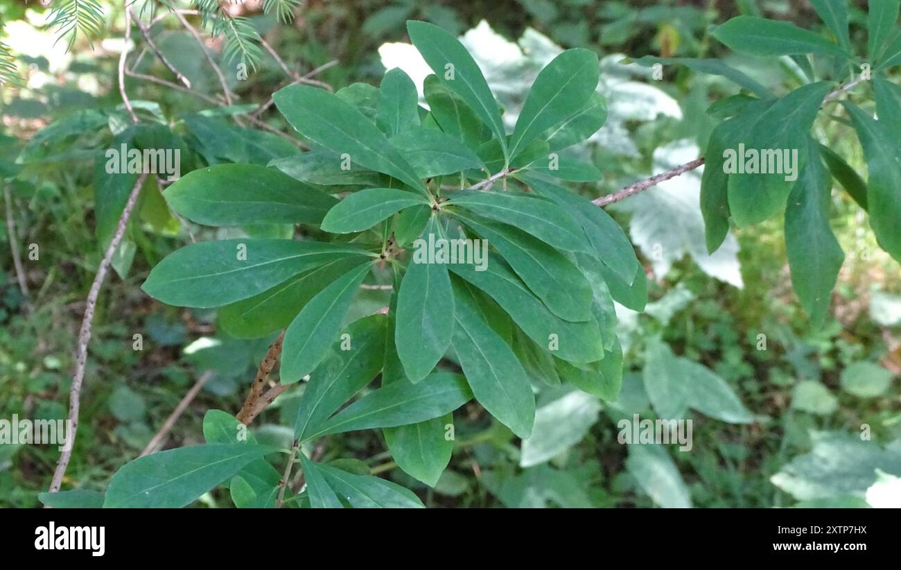 Mezereon (Daphne mezereum) Plantae Stock Photo - Alamy