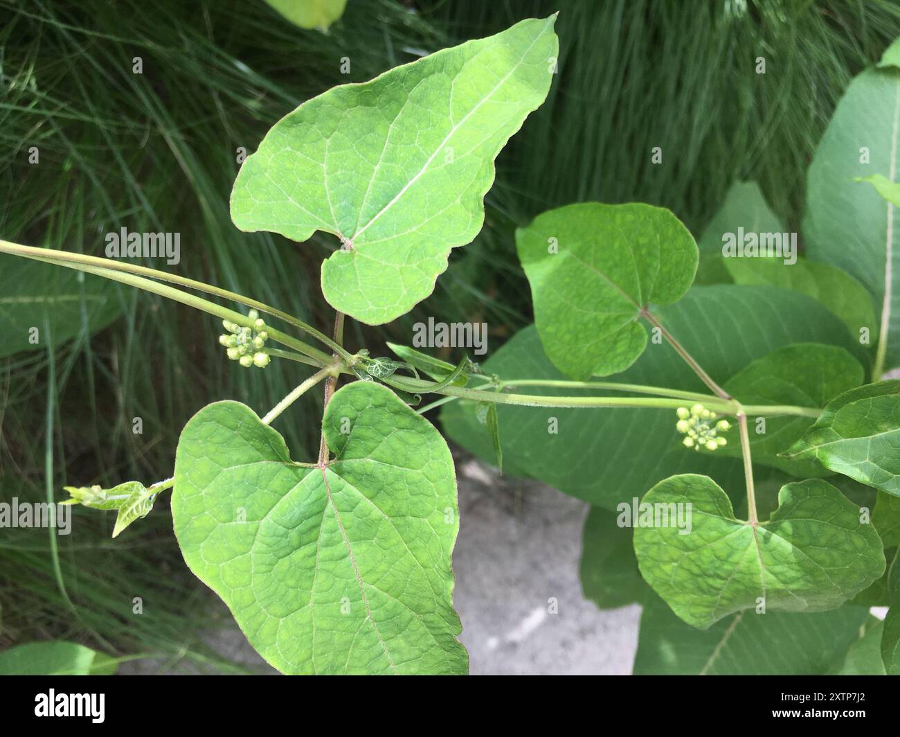 honey-vine climbing milkweed (Cynanchum laeve) Plantae Stock Photo - Alamy