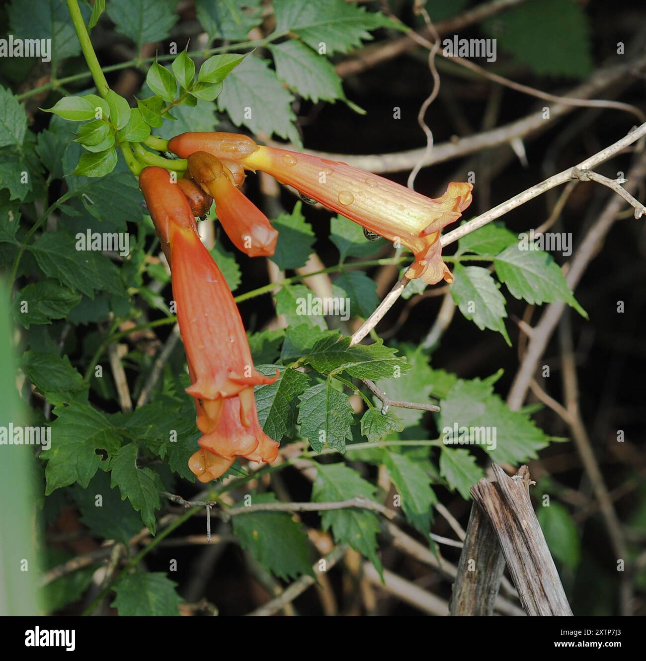American trumpet vine (Campsis radicans) Plantae Stock Photo - Alamy