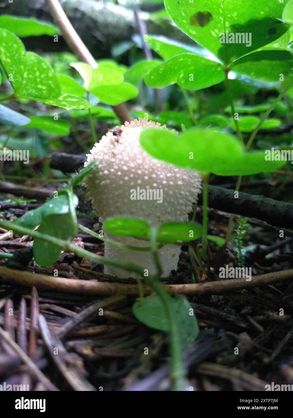 common puffball (Lycoperdon perlatum) Fungi Stock Photo - Alamy