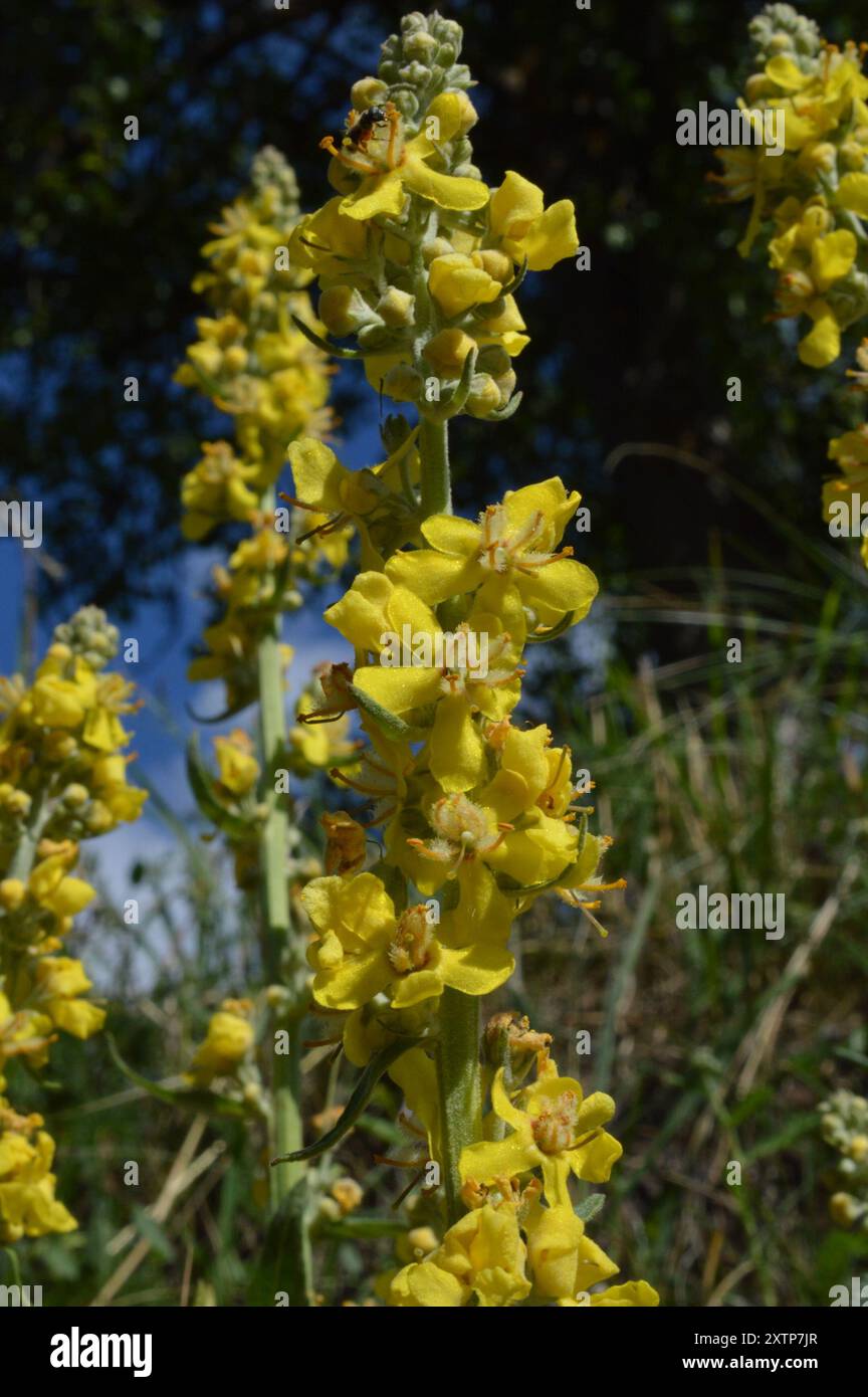 White Mullein (Verbascum lychnitis) Plantae Stock Photo - Alamy