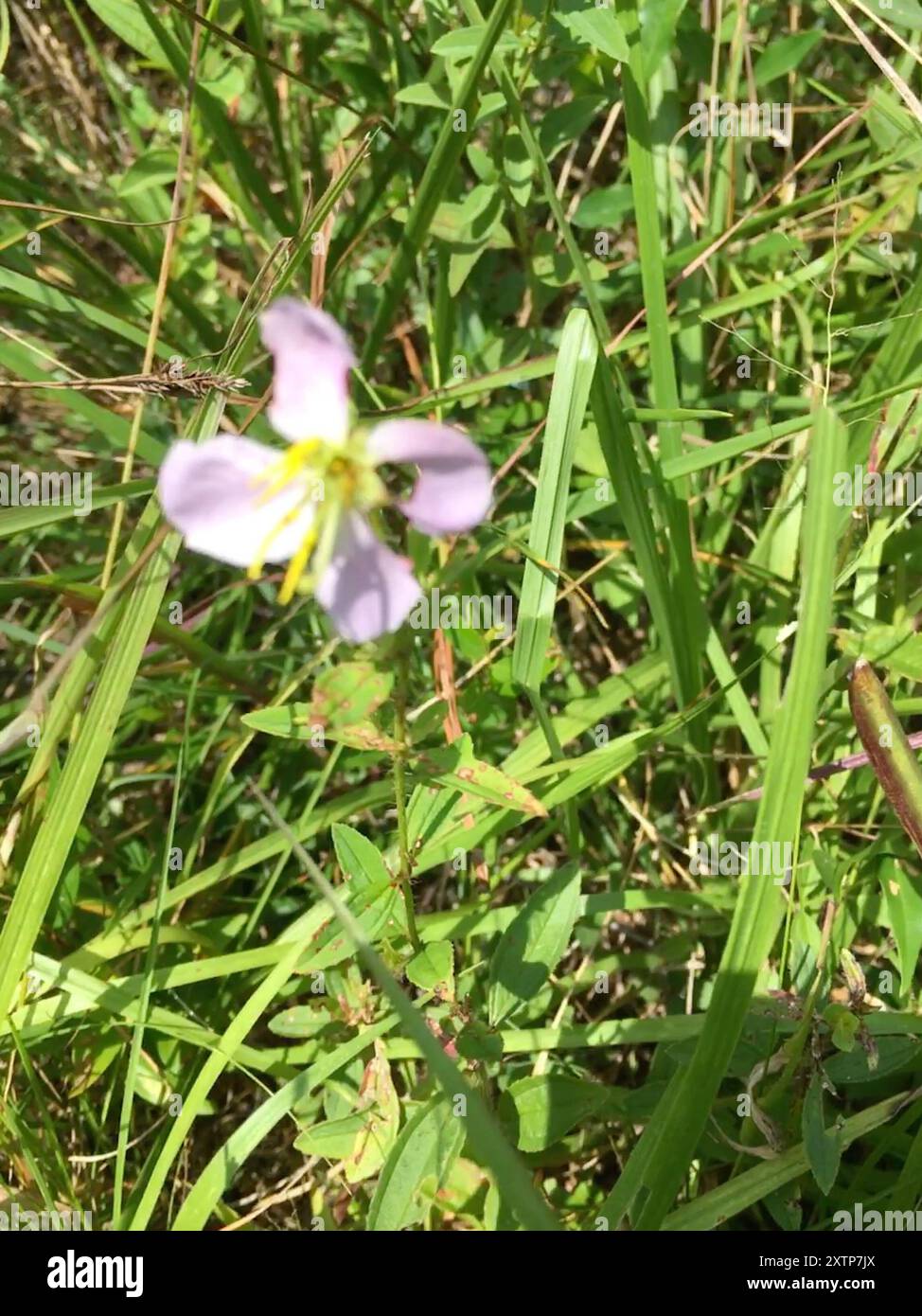 Maryland meadowbeauty (Rhexia mariana) Plantae Stock Photo - Alamy