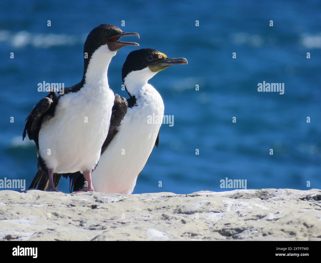 Imperial Shag (Leucocarbo atriceps) Aves Stock Photo - Alamy