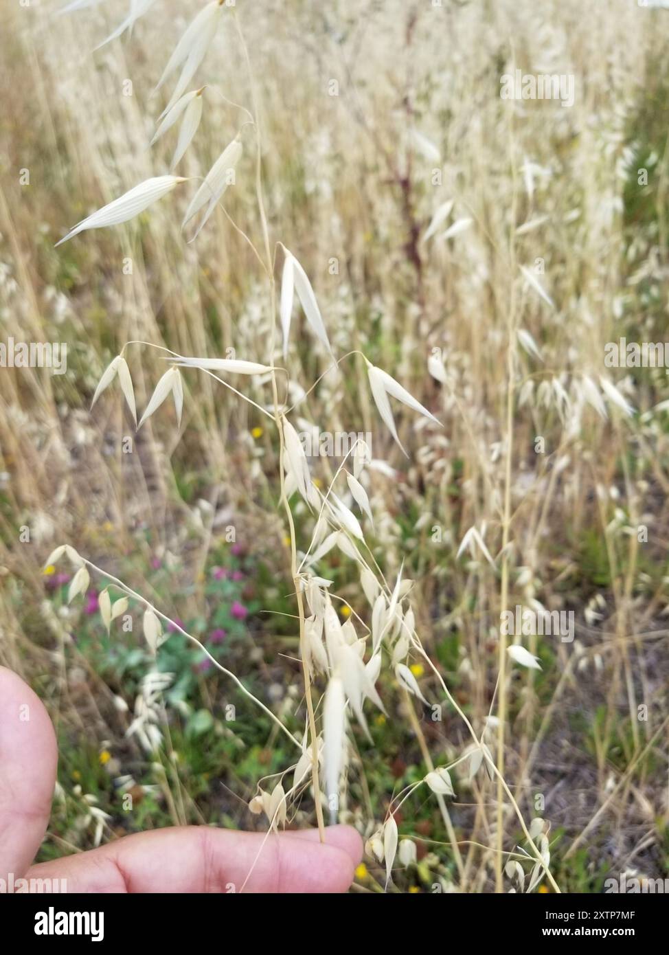 wild oat (Avena fatua) Plantae Stock Photo - Alamy