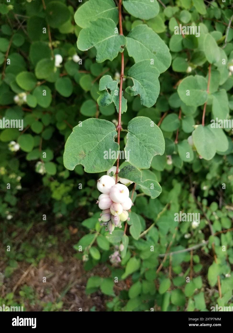 Common Snowberry (Symphoricarpos albus) Plantae Stock Photo - Alamy