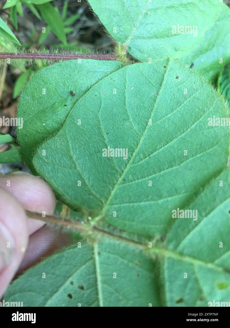 Round-leaved Trailing Tick-trefoil (Desmodium rotundifolium) Plantae ...