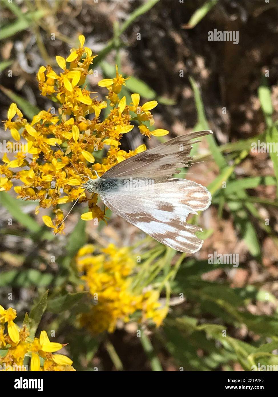 Checkered White (Pontia protodice) Insecta Stock Photo - Alamy