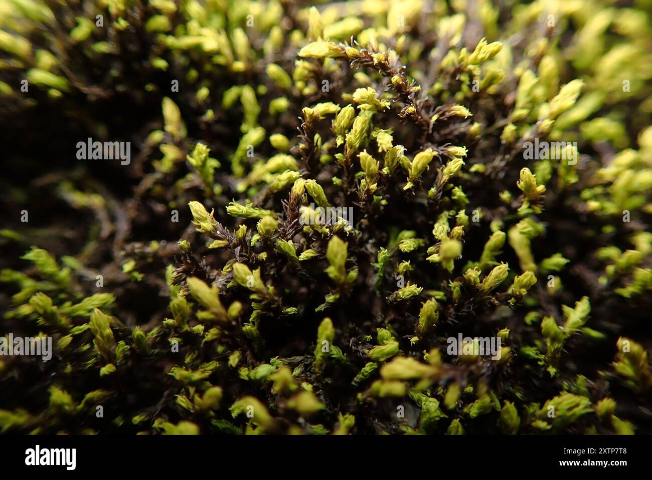 Slender Fringe-moss (Racomitrium sudeticum) Plantae Stock Photo - Alamy
