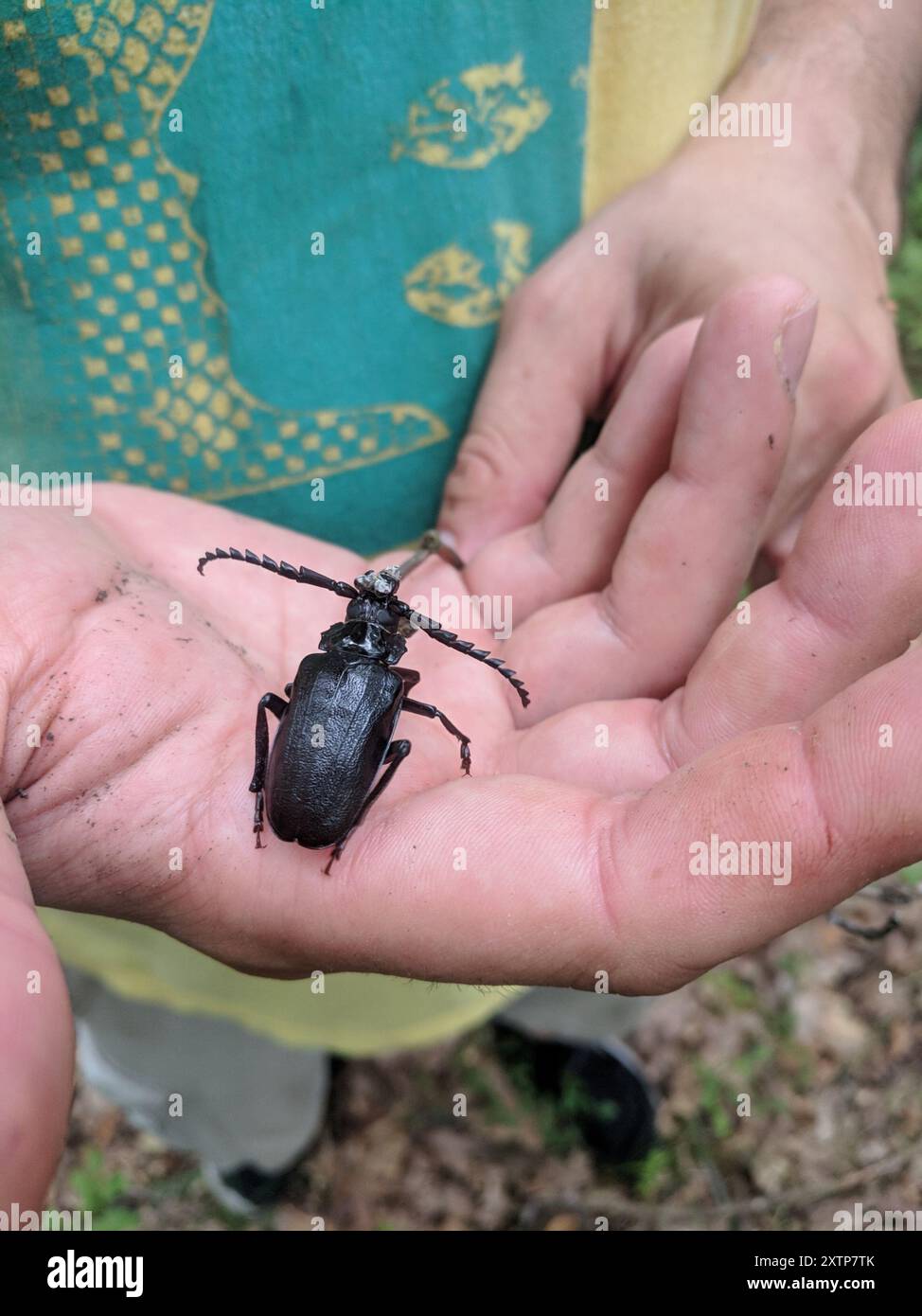 Broad-necked Root Borer (Prionus laticollis) Insecta Stock Photo - Alamy