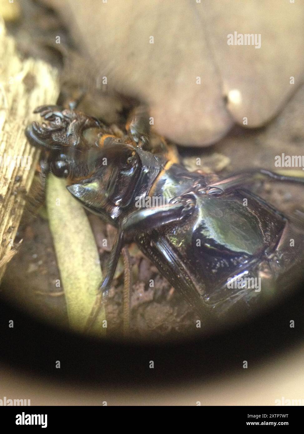 Bess Beetles (Passalidae) Insecta Stock Photo - Alamy