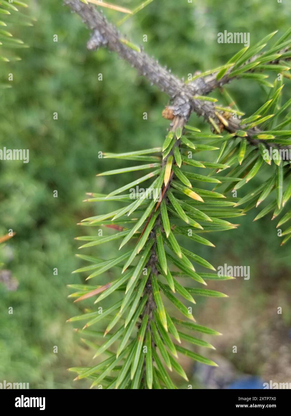 Sitka spruce (Picea sitchensis) Plantae Stock Photo - Alamy