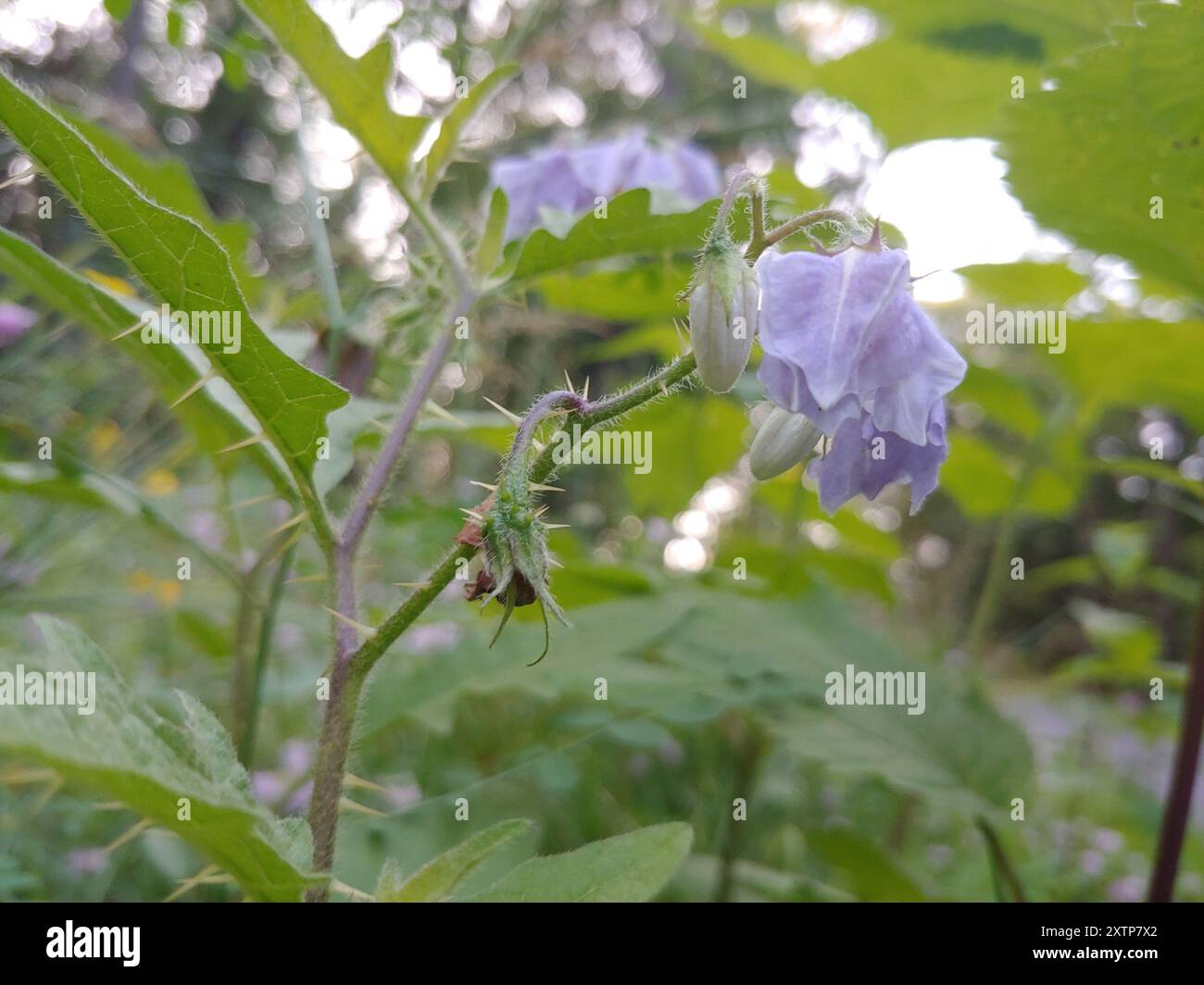 Carolina horsenettle (Solanum carolinense) Plantae Stock Photo - Alamy