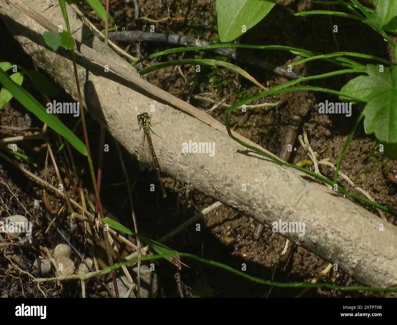 Fragile Forktail (Ischnura posita) Insecta Stock Photo - Alamy