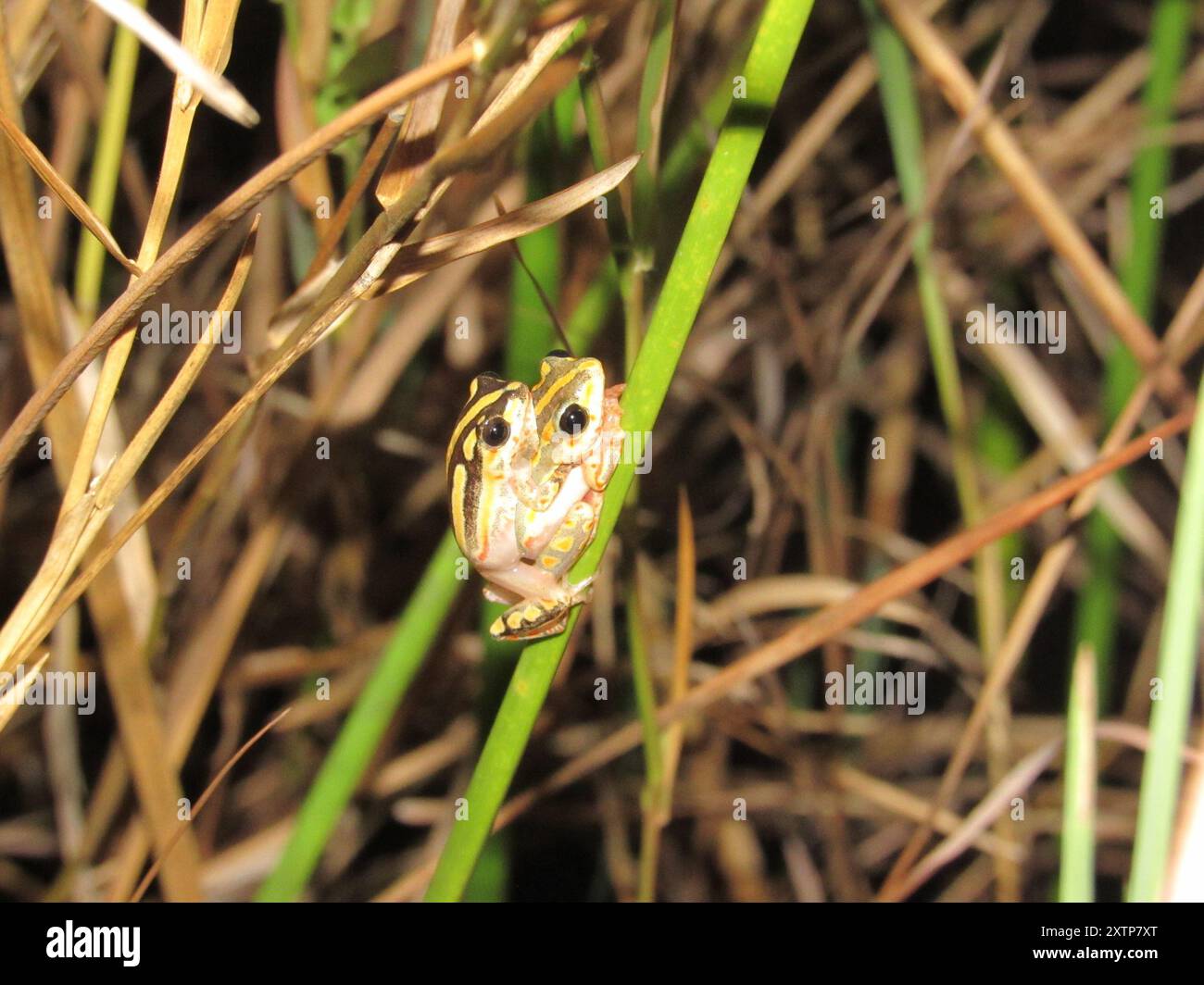 Painted Reed Frog (Hyperolius marmoratus) Amphibia Stock Photo - Alamy