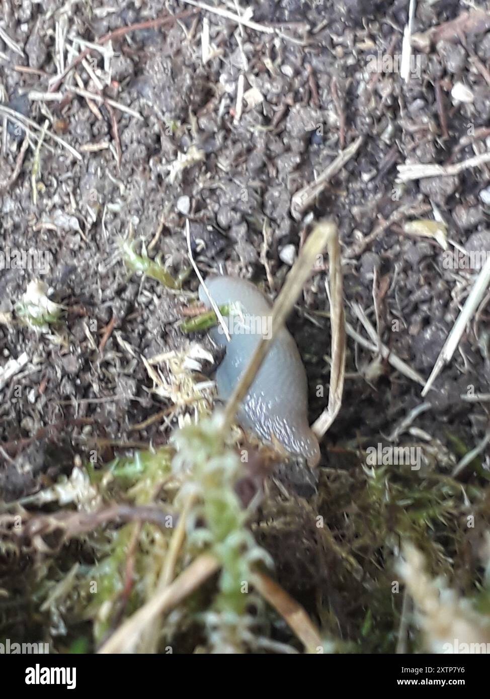 Striped Greenhouse Slug (Ambigolimax valentianus) Mollusca Stock Photo ...