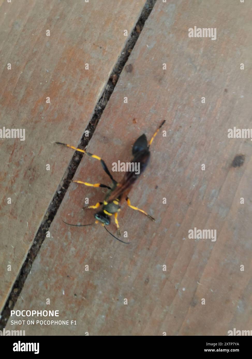 Yellow-legged Mud-dauber Wasp (Sceliphron caementarium) Insecta Stock ...