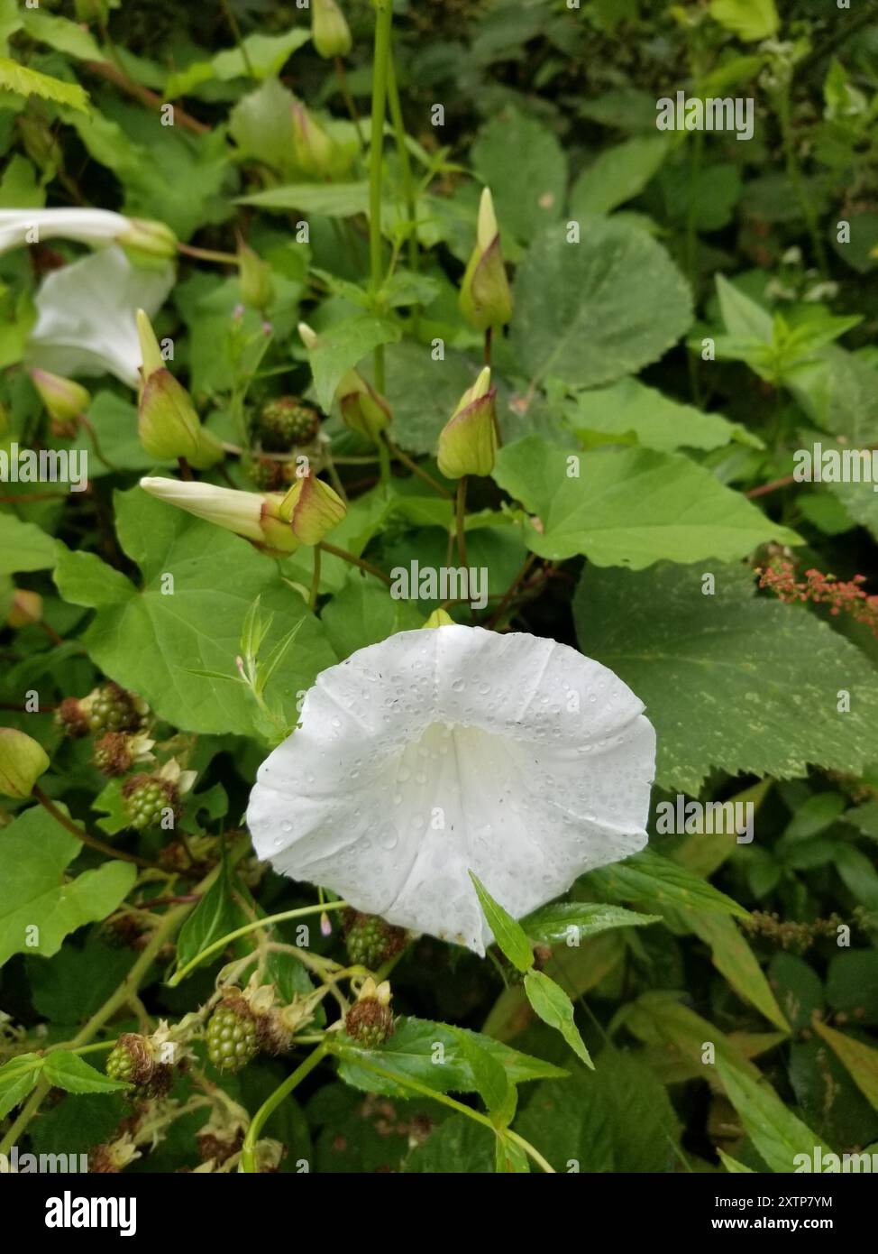 large bindweed (Calystegia silvatica) Plantae Stock Photo - Alamy