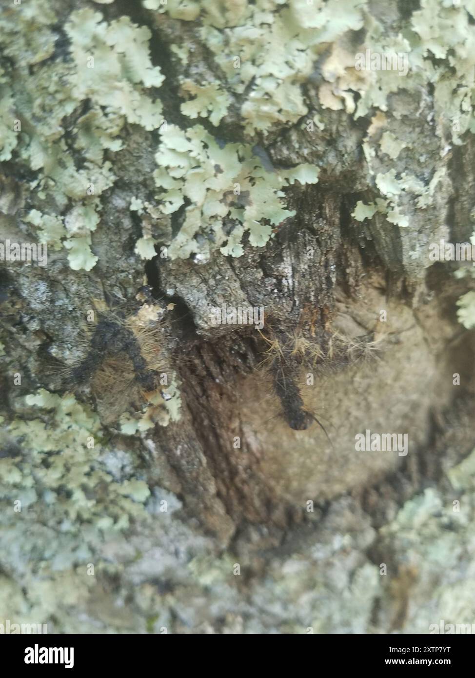 Spongy Moth (Lymantria dispar) Insecta Stock Photo - Alamy