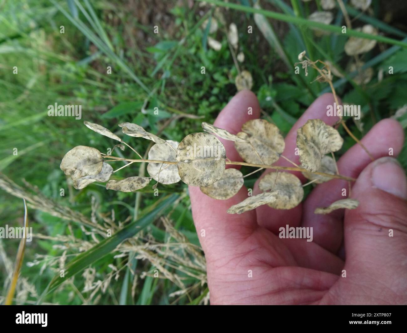 field penny-cress (Thlaspi arvense) Plantae Stock Photo - Alamy