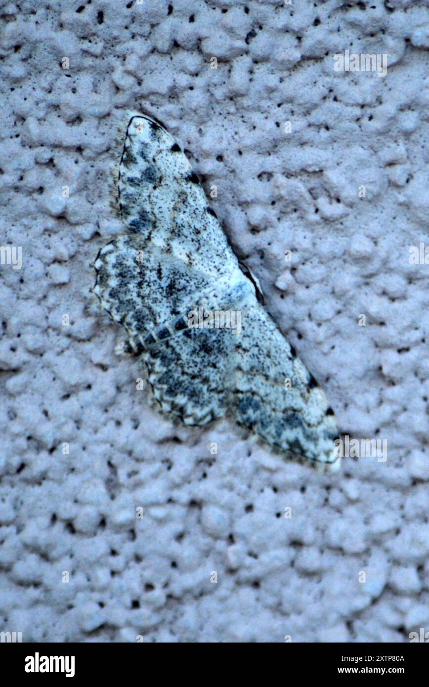 (Scopula submutata) Insecta Stock Photo - Alamy