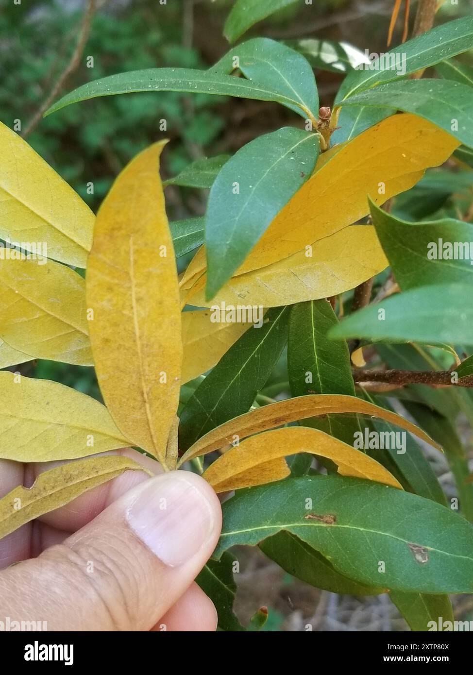 Golden chinquapin (Chrysolepis chrysophylla) Plantae Stock Photo - Alamy