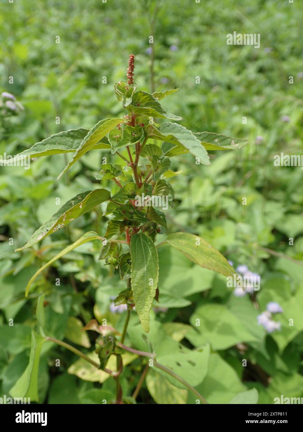 Asian Copperleaf (Acalypha australis) Plantae Stock Photo - Alamy