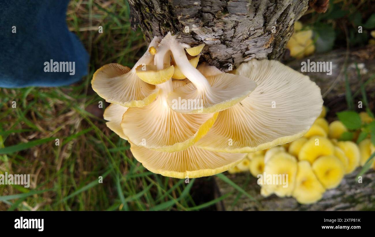 Golden Oyster Mushroom (Pleurotus citrinopileatus) Fungi Stock Photo ...