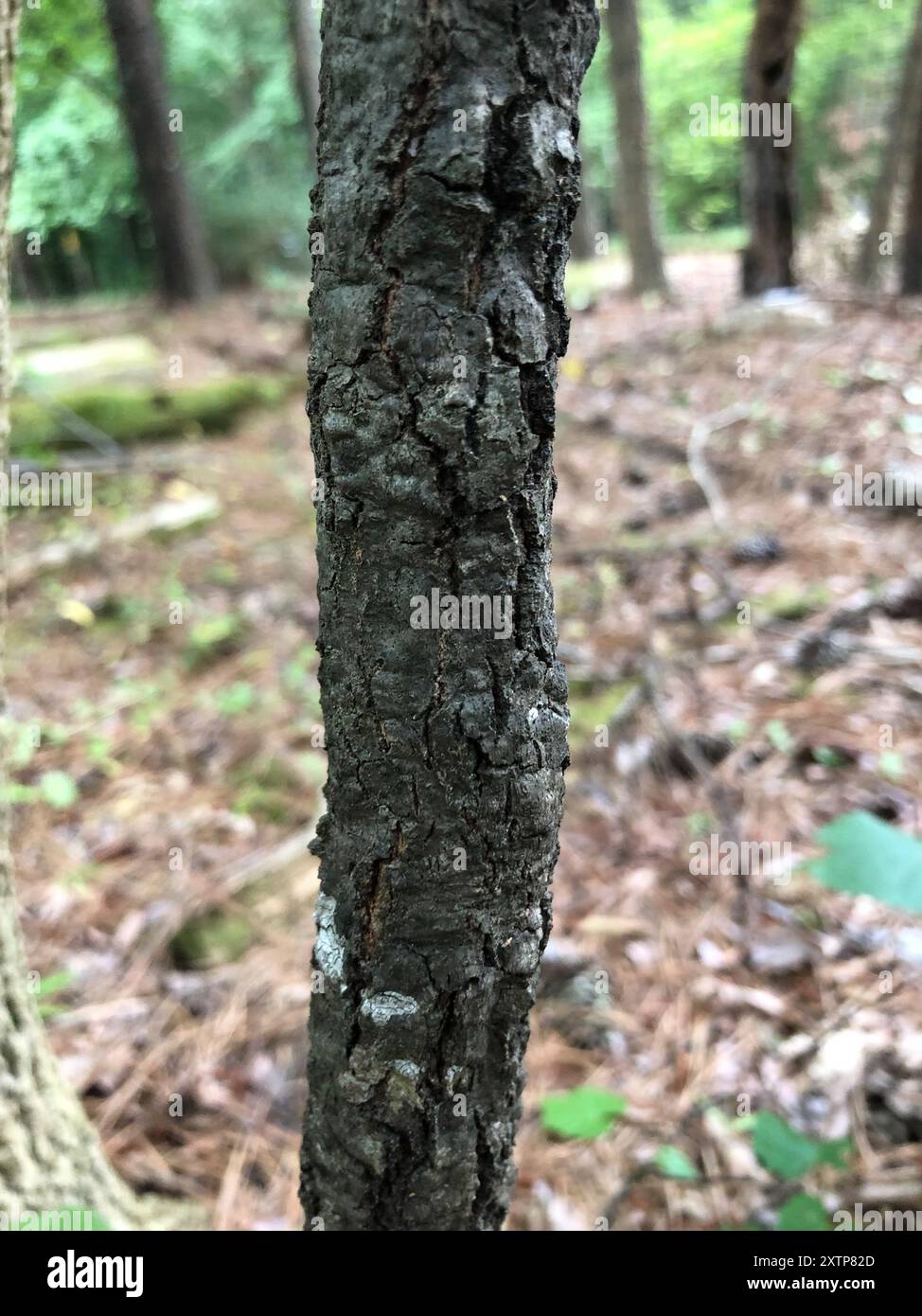 blackjack oak (Quercus marilandica) Plantae Stock Photo - Alamy