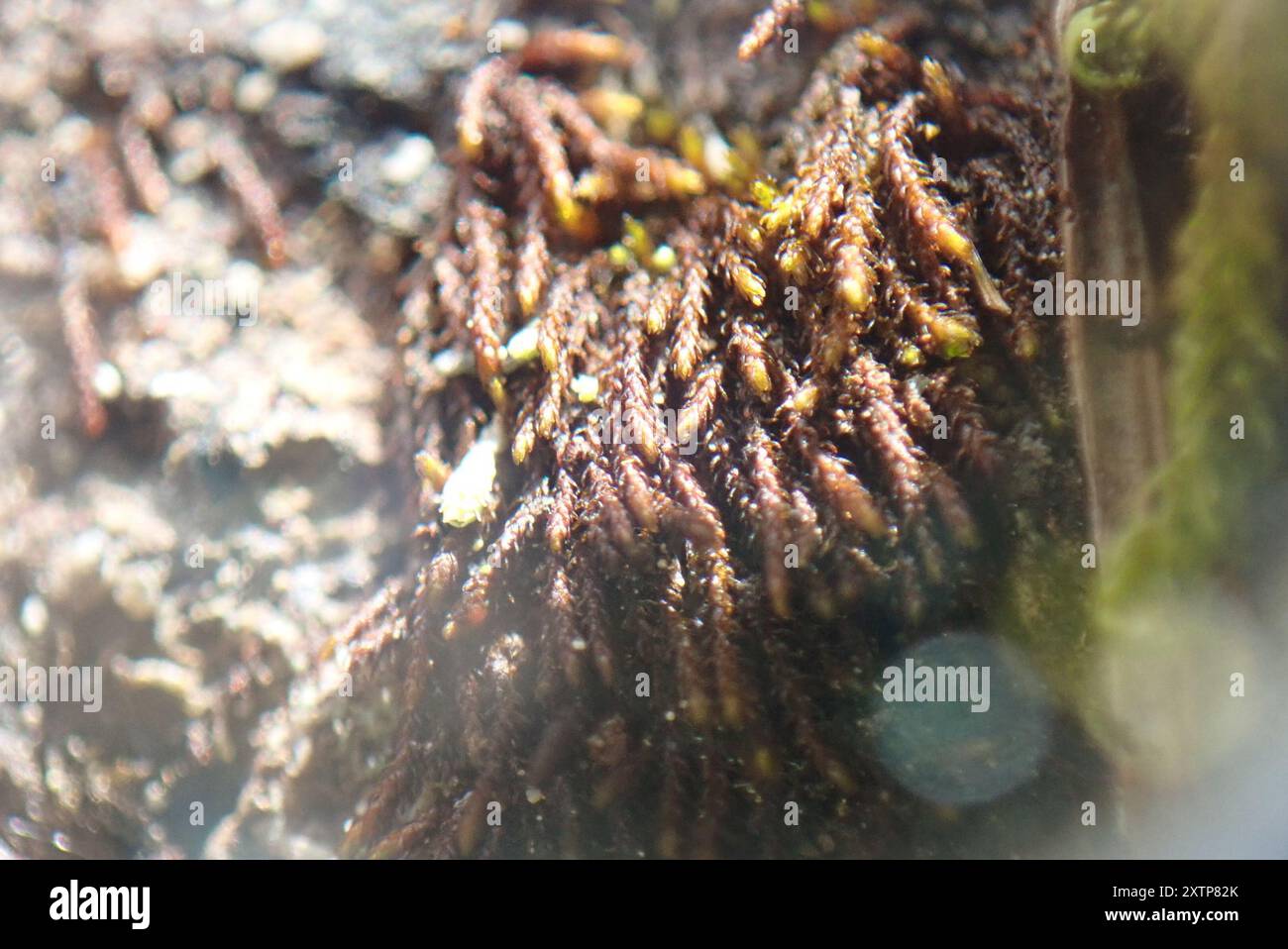 Black Rock Moss (Andreaea rupestris) Plantae Stock Photo - Alamy