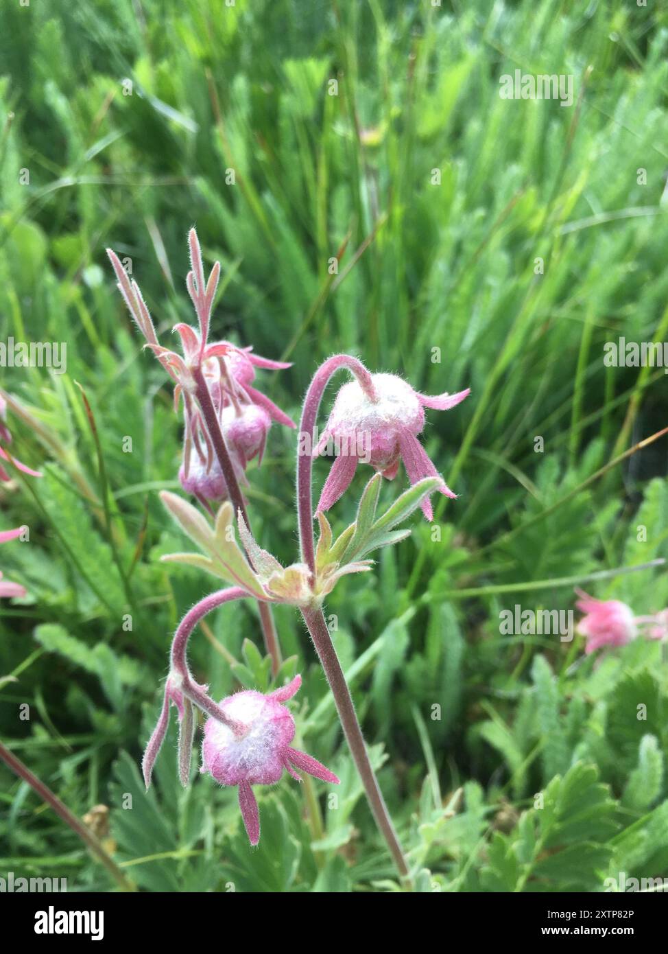 prairie smoke (Geum triflorum) Plantae Stock Photo - Alamy